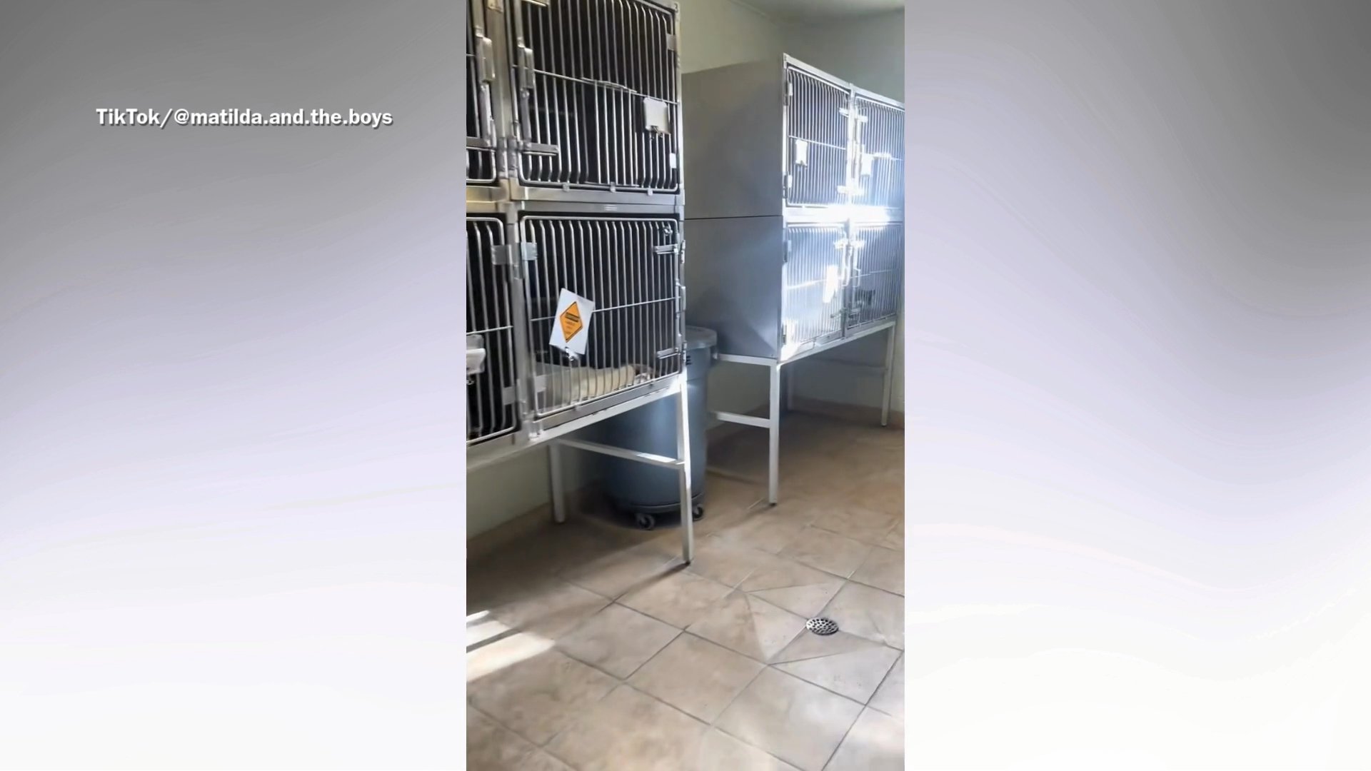 Rescue cat found in dumpster, what happens one year later melts hearts