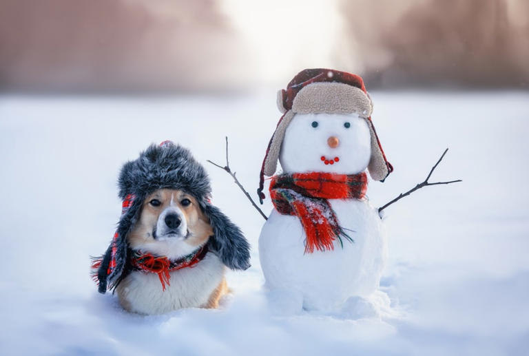 200+ winter dog names that sleigh all season