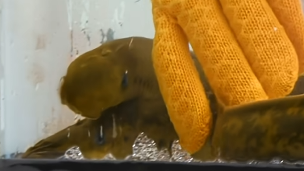 Coyote Peterson comes face to face with a blood-sucking lamprey