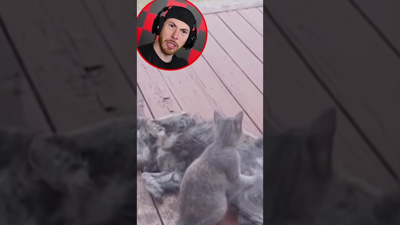 A challenge featuring irresistibly cute animal reactions