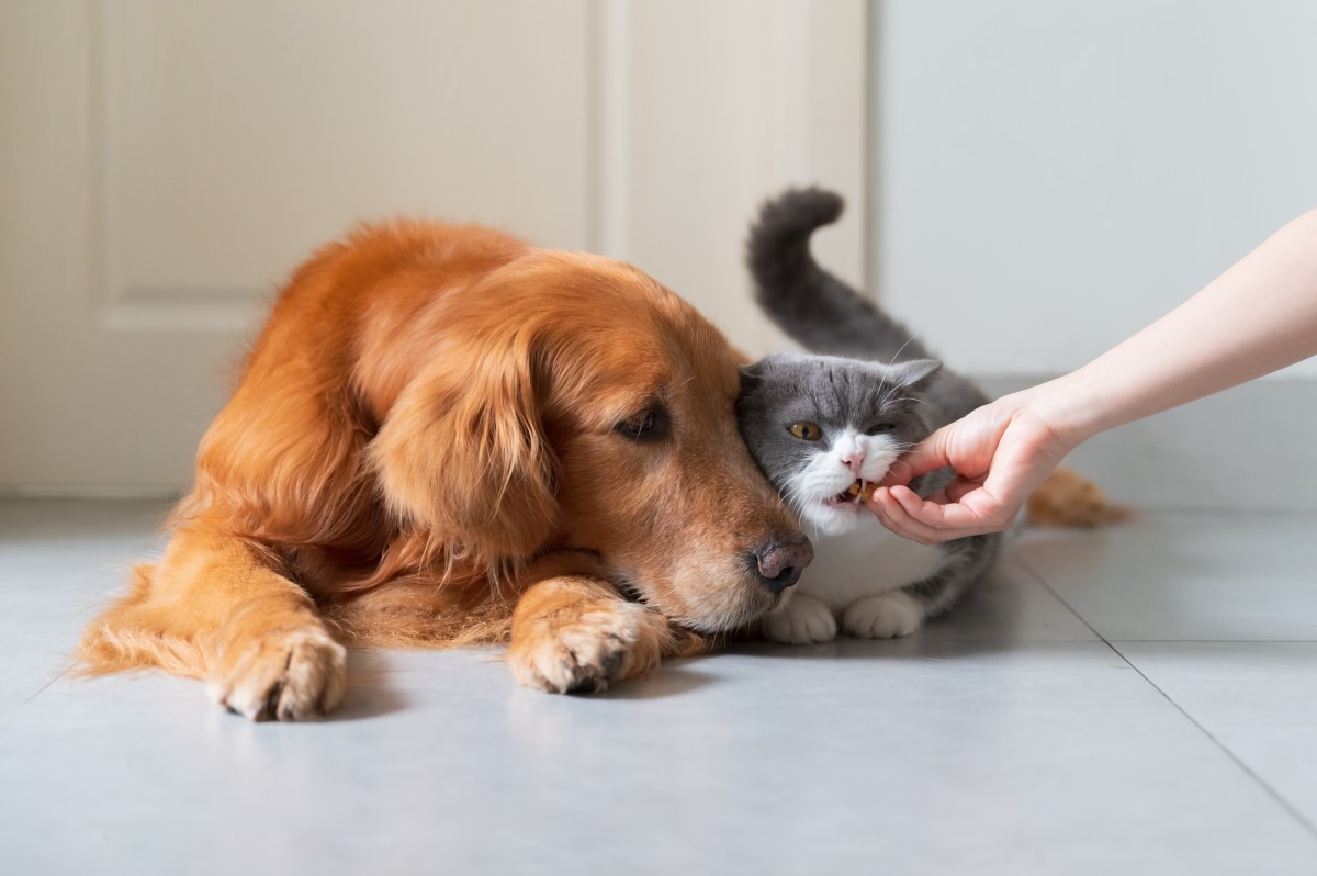 Anthropologie’s mosaic pet bowls are too pretty to hide