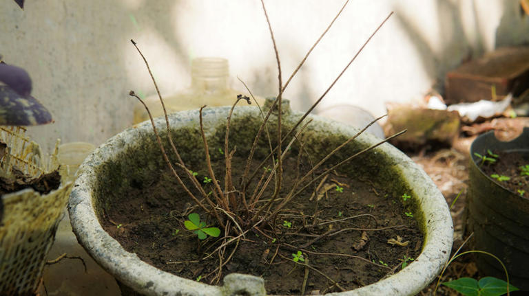 The simple mix that'll help you successfully reuse old potting soil
