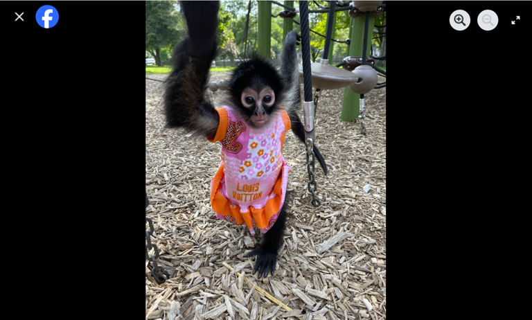 Johnson County city may ban pet monkeys. The only owner is fighting to ...