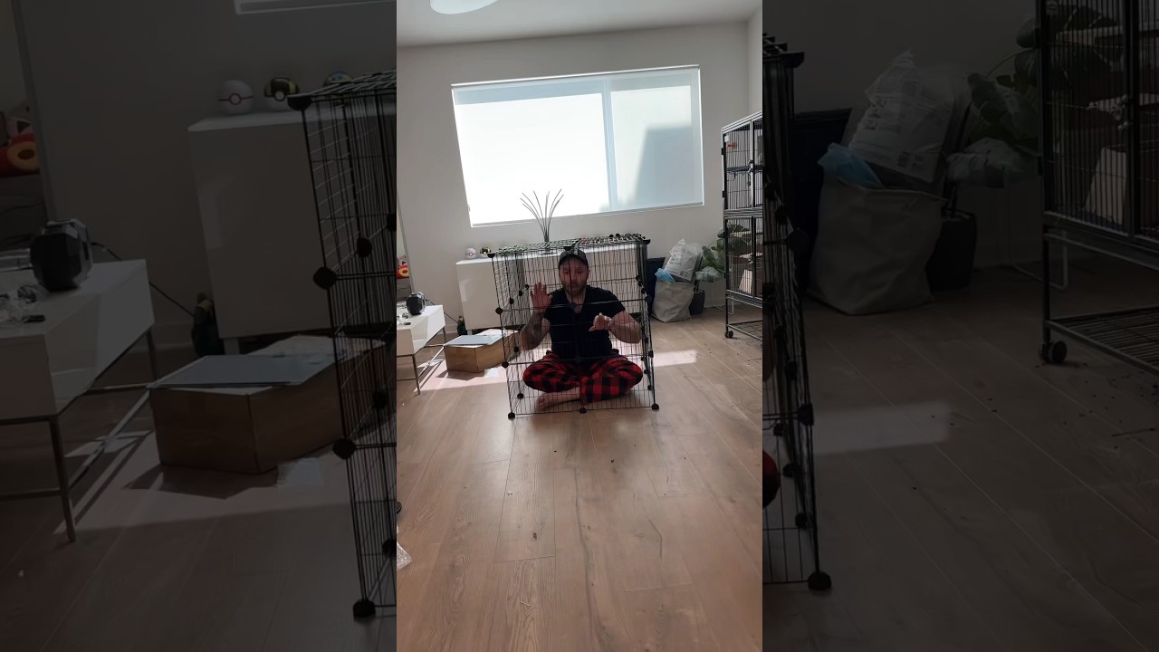 Watch a cat owner behave exactly like its kitten