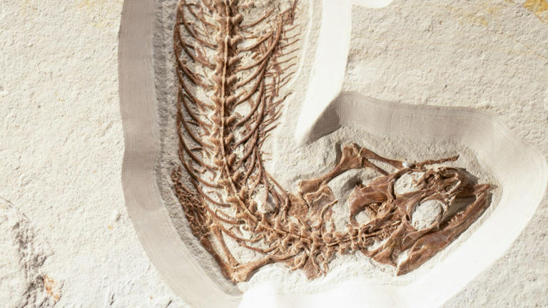 A meteor hits one location – so why did all of Earth’s dinosaurs disappear?
