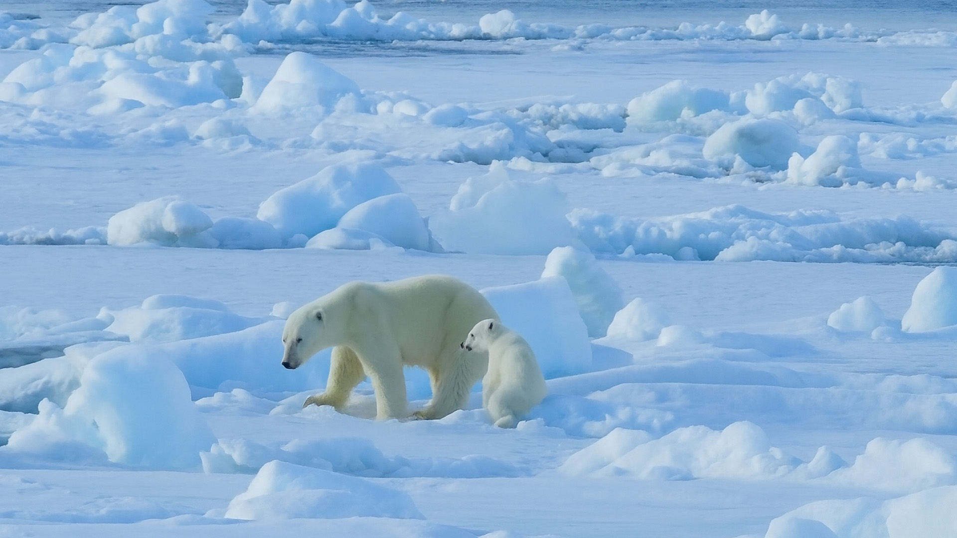 Born to survive the cold