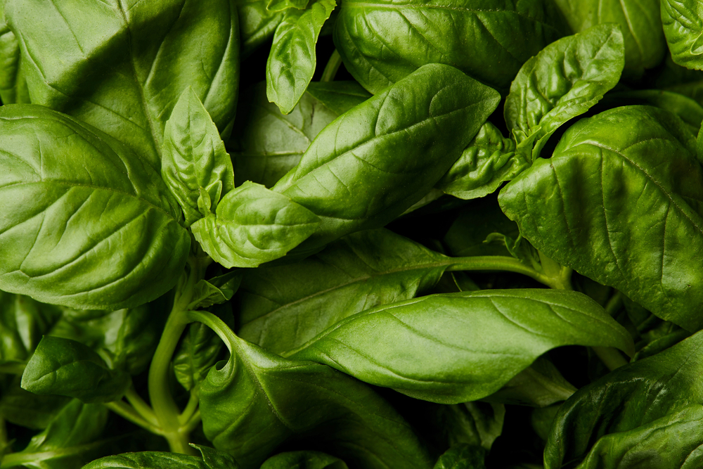 Vegetables that grow in shade containers