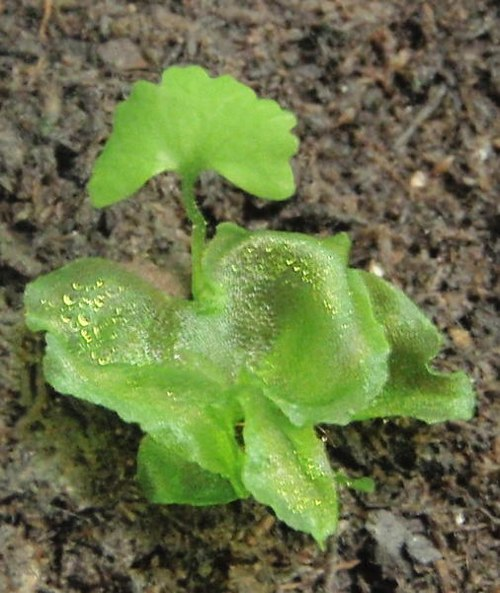 Isomorphic cell division reveals a hidden code in tissue building