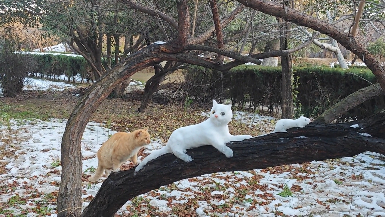 Cat curiously taps snow sculpture carved into tree in Henan, China