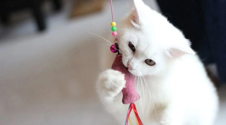 The common mistake indoor cat owners are making