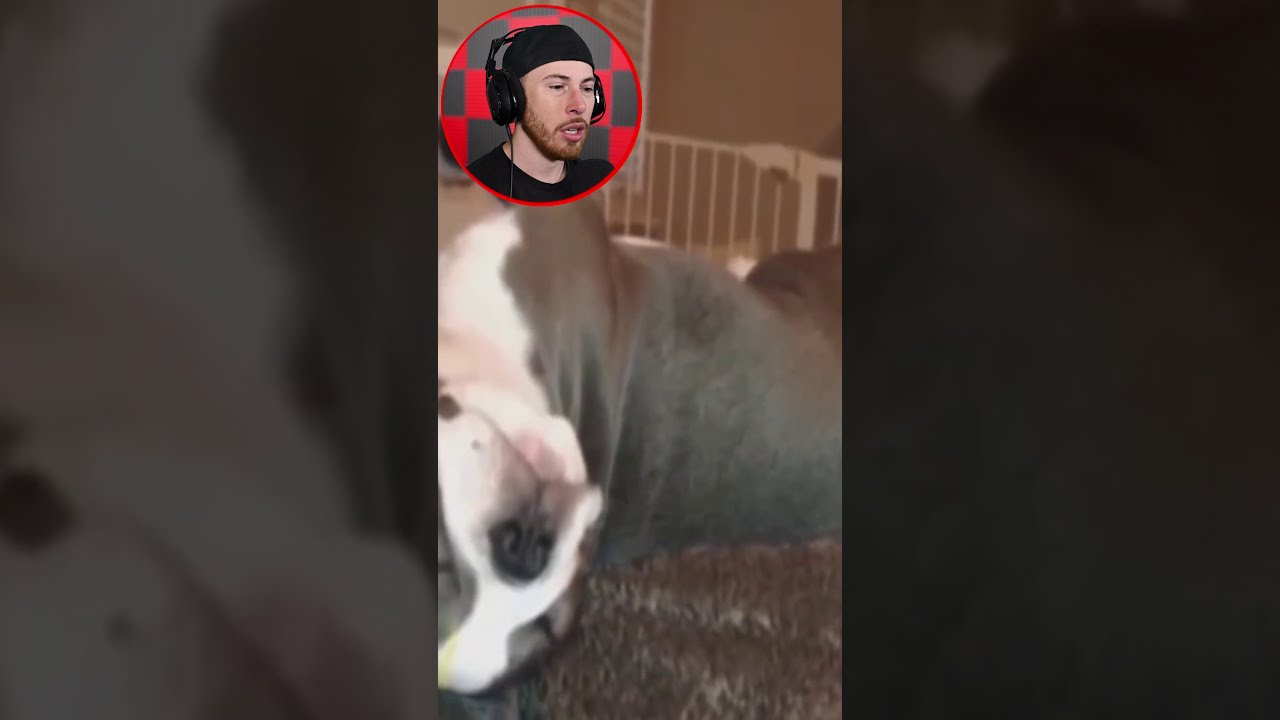 Why people enjoy endearing clips of pets online