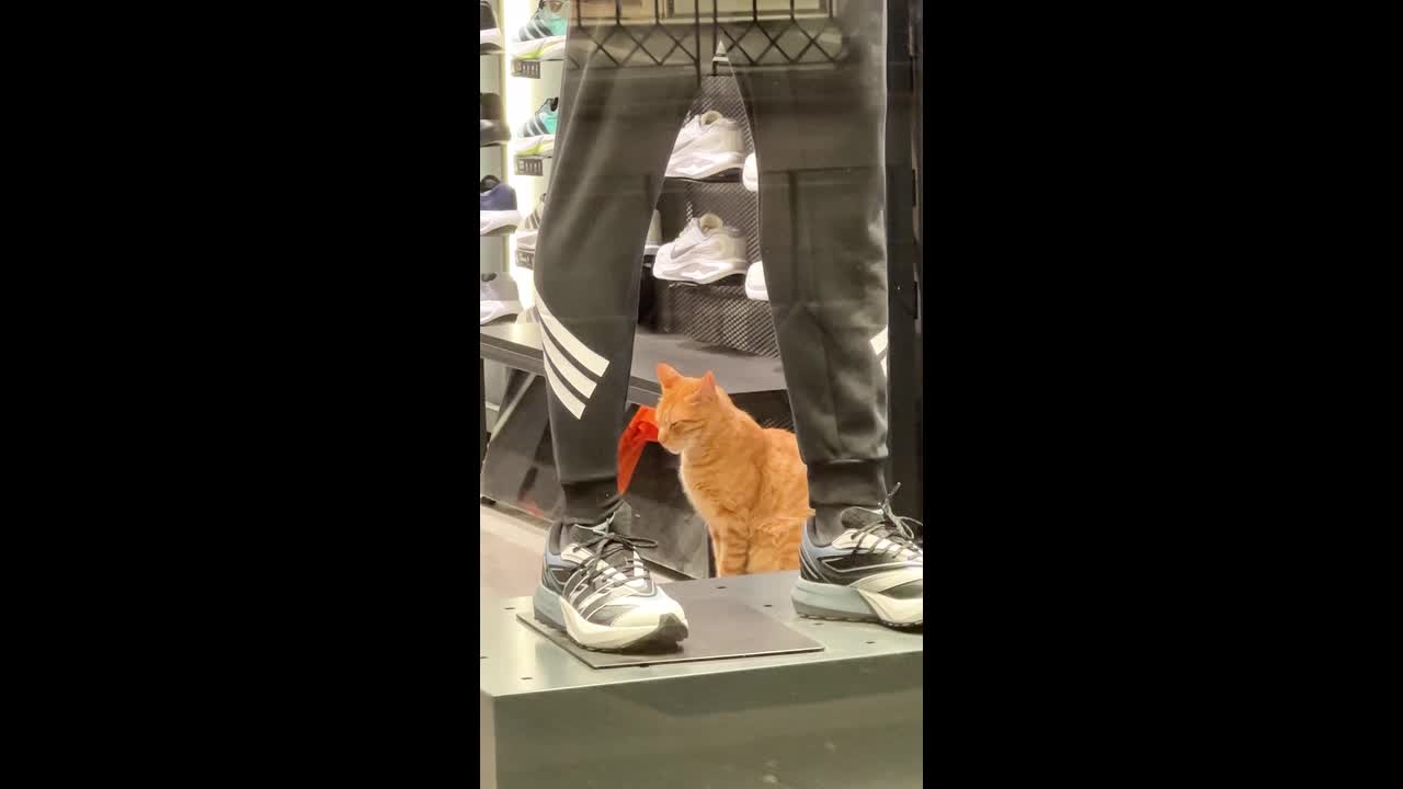 Store 'security' cat keeps watch by the entrance as shoppers come and go