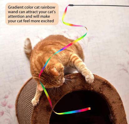 The common mistake indoor cat owners are making