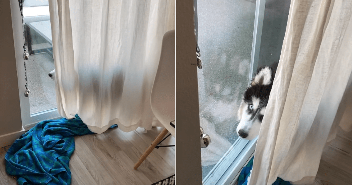 Video: Husky reacts after being caught during hide-and-seek