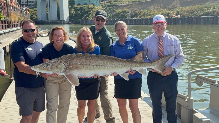 See it! Fish that grow 100+ lbs. making comeback in Ohio