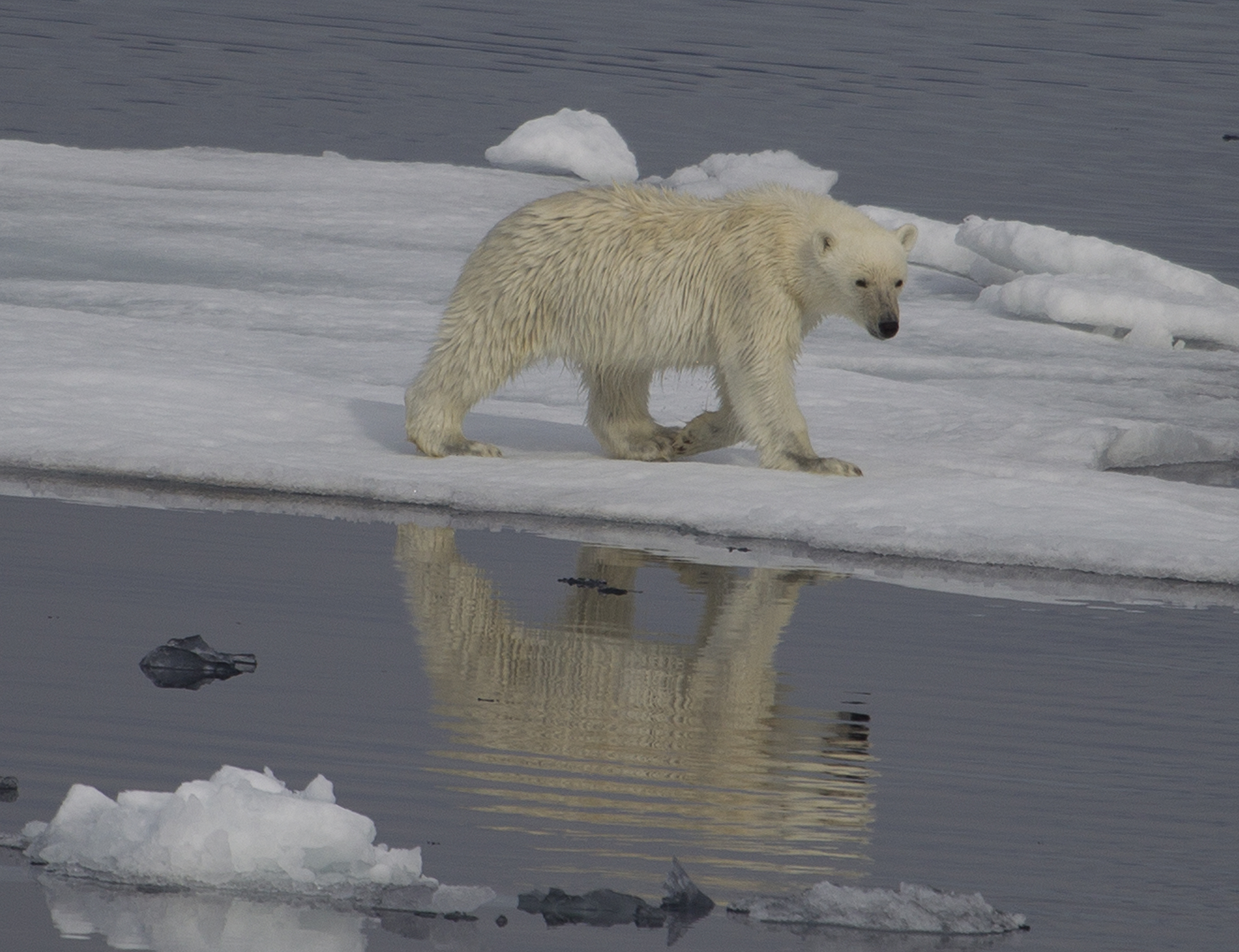 Climate change is rewriting polar bear DNA