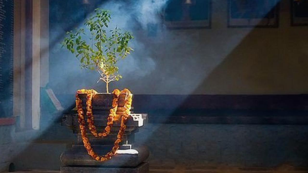 8 common mistakes people mostly commit while worshipping the Tulsi plant