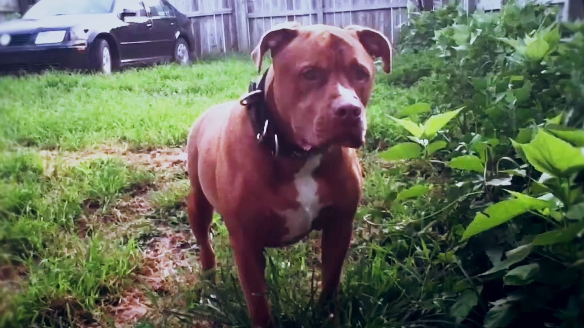 A boy was murdered... and the evidence came from a dog
