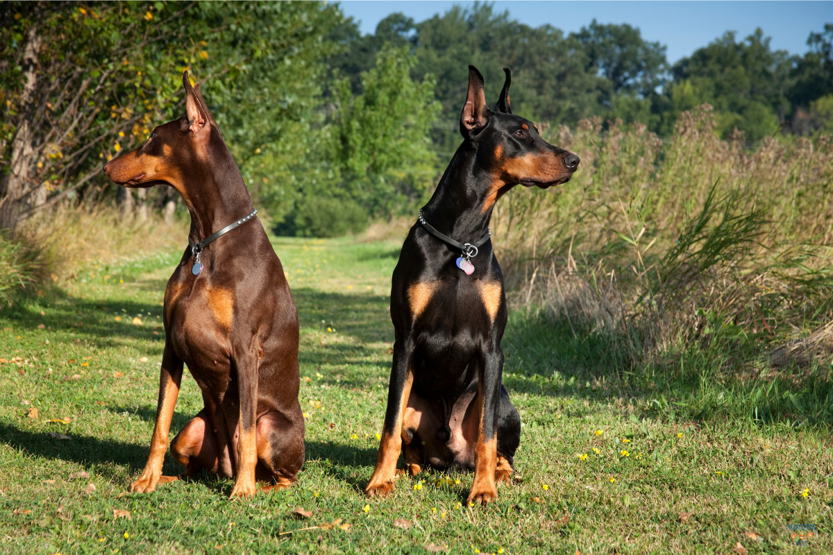 Protect your home and family: Meet the 13 best guard dogs