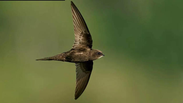 Meet the sky sleepers: Birds who sleep while flying