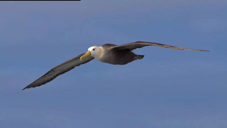 Meet the sky sleepers: Birds who sleep while flying