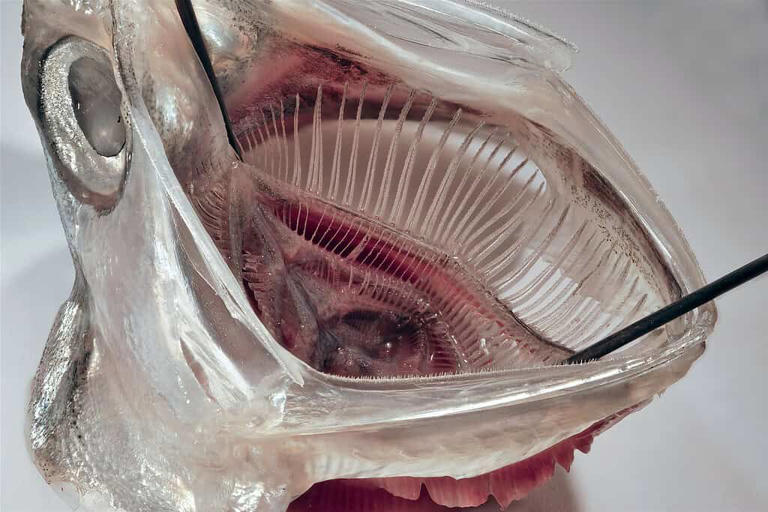 This fish-inspired filter could keep tons of plastic from leaving your ...