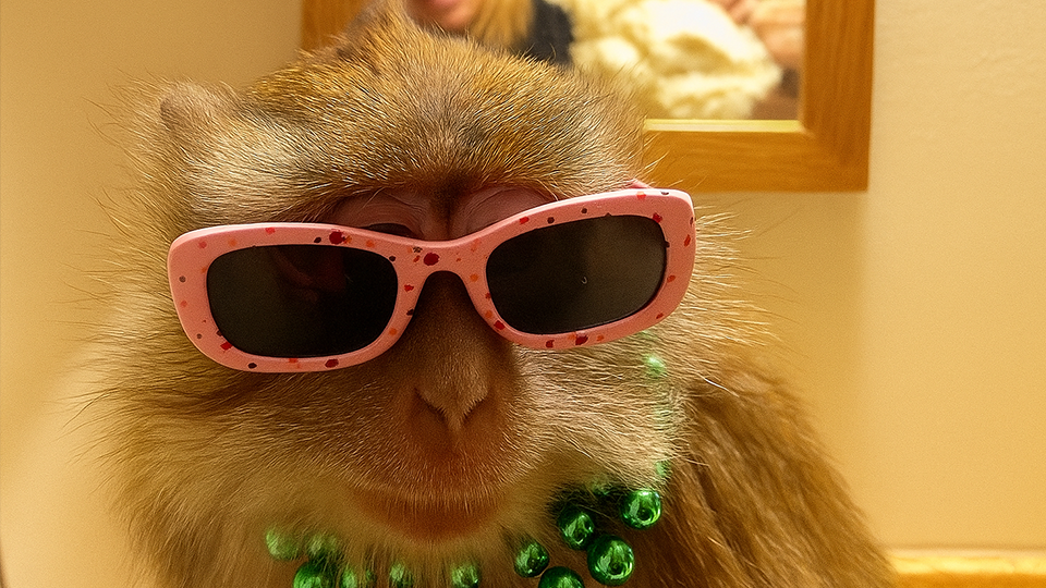 Monkey ready for the red carpet