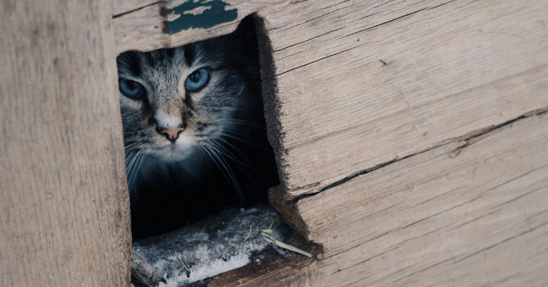 Barn animals follow bedtime routine