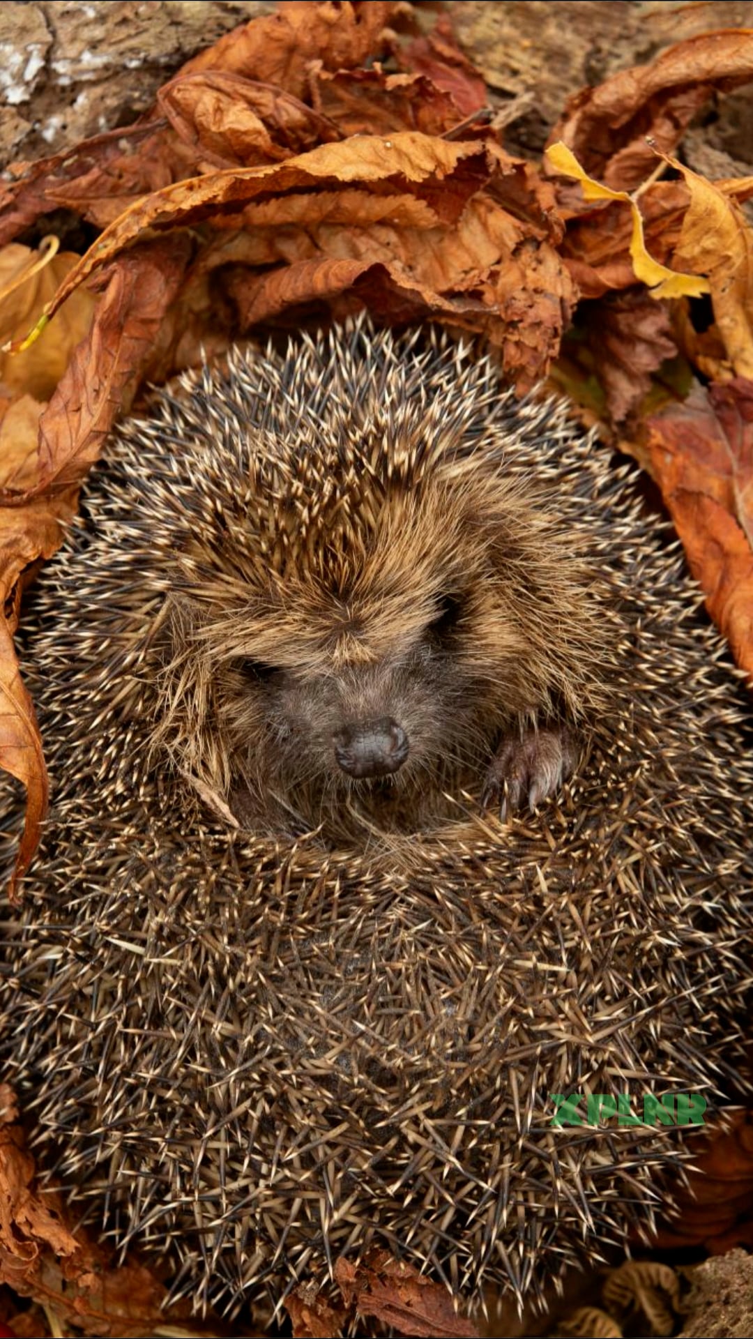 How does hibernation work?