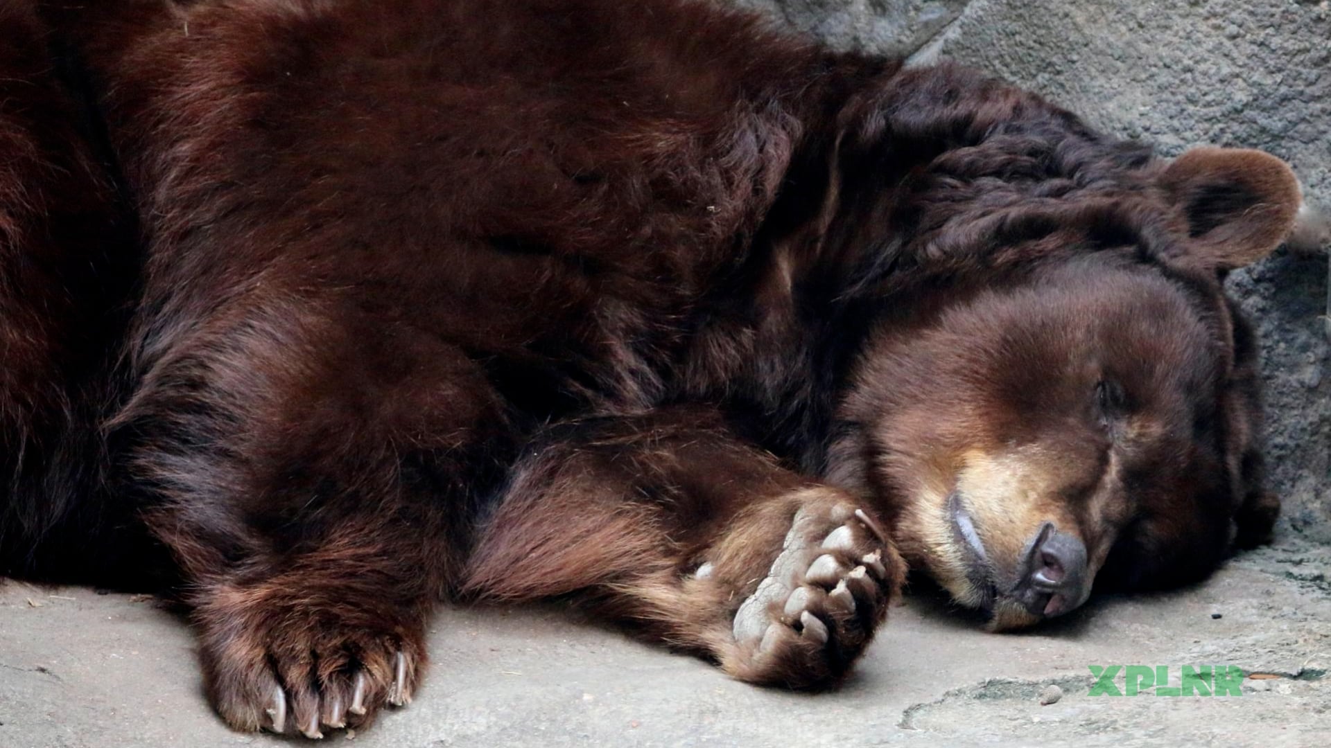 How do animals hibernate?