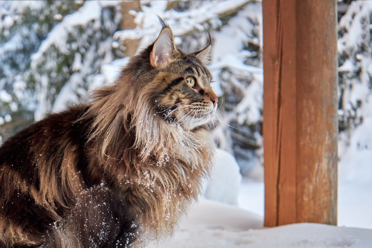 Stunning Maine coon cat stares in pure wonder during first snow in NYC