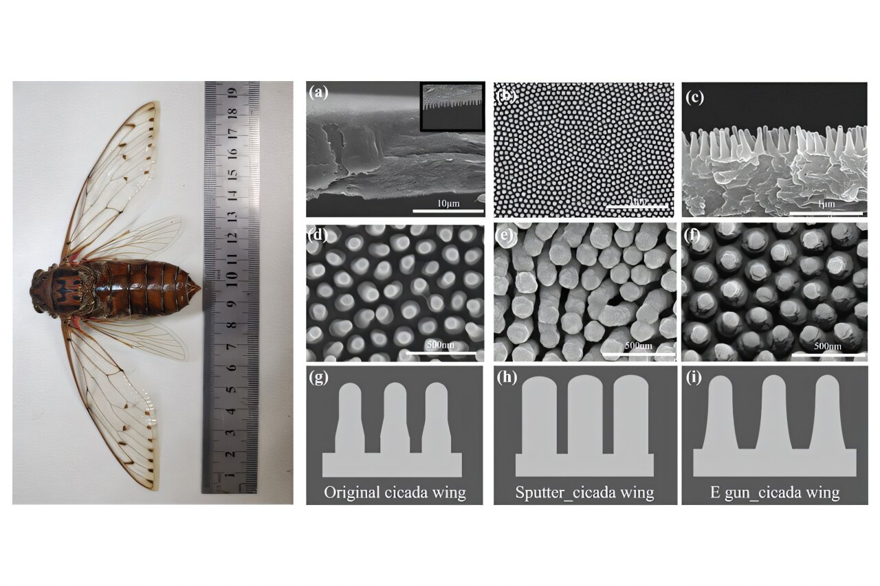 Silver-coated cicada wing nanostructures boost molecular detection signals