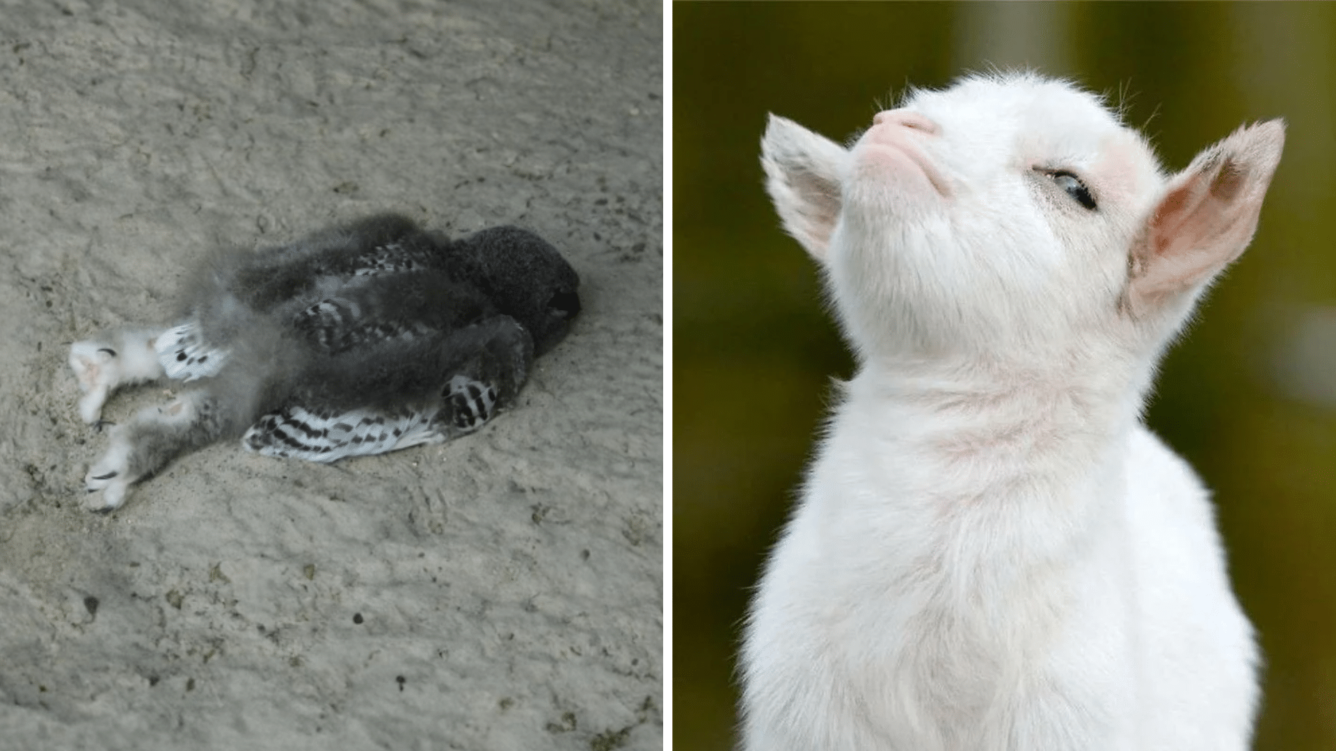 20 animals being unintentionally hilarious