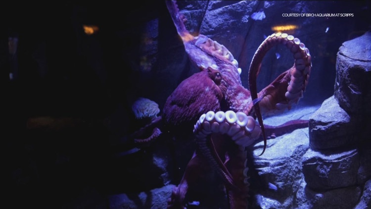 Scientists harness octopus camouflage abilities for real-world applications