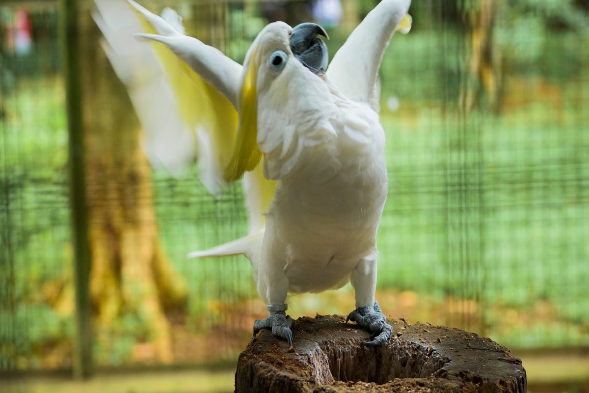 'Amped up' cockatoo shouting 'woo, I love it' sounds like an excited ...
