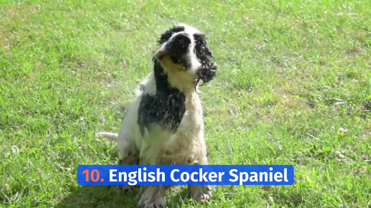These dog breeds have gained the most in popularity since 1999