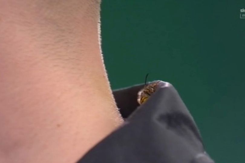 Ally Pally wasp makes latest appearance as 'darts main character ...