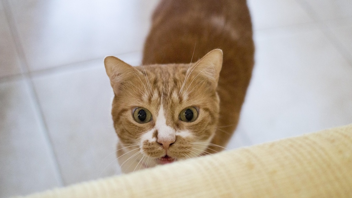 These 6 signs indicate that your cat is lonely and needs attention (or ...