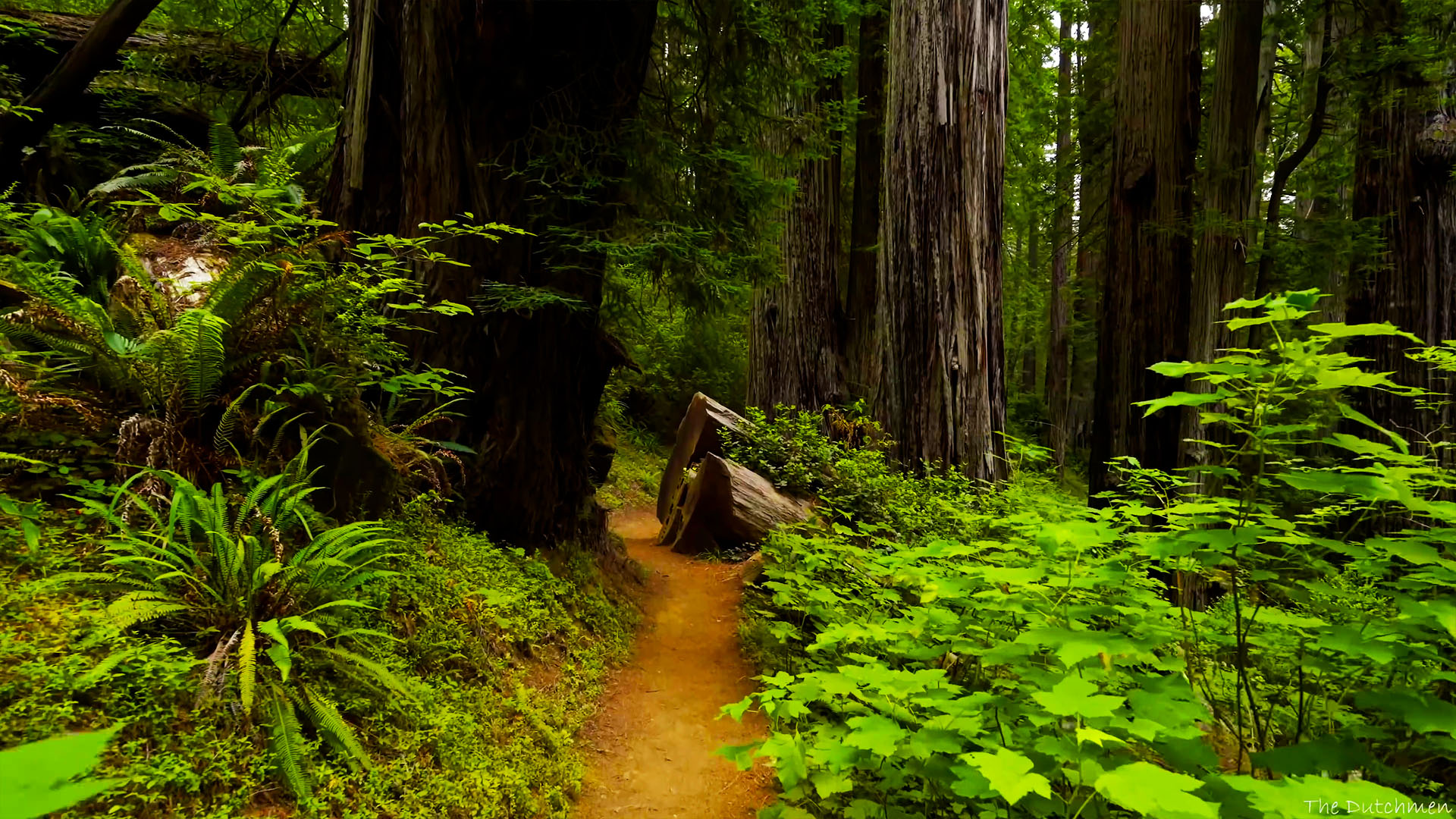 Redwood National Park: Forest walk to Fern Canyon (4K)