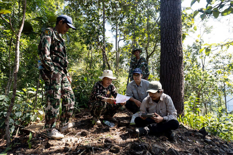 Hope for tigers grows as Thailand safeguards a key link in their habitat