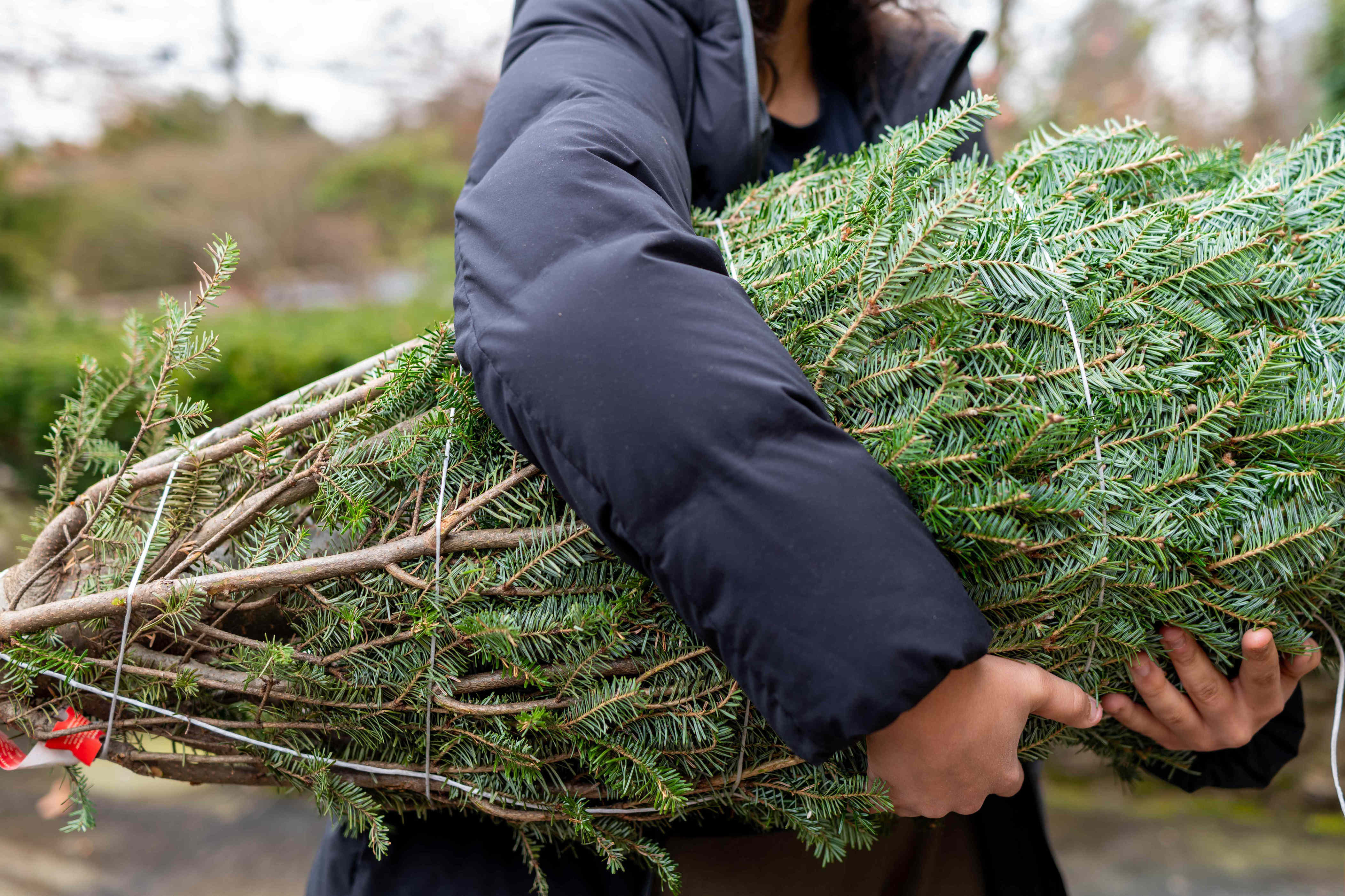 This simple method gets sticky tree sap out of clothes without ruining them
