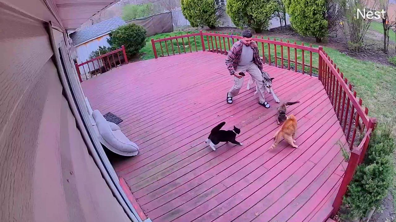 Dog confronted by three angry cats
