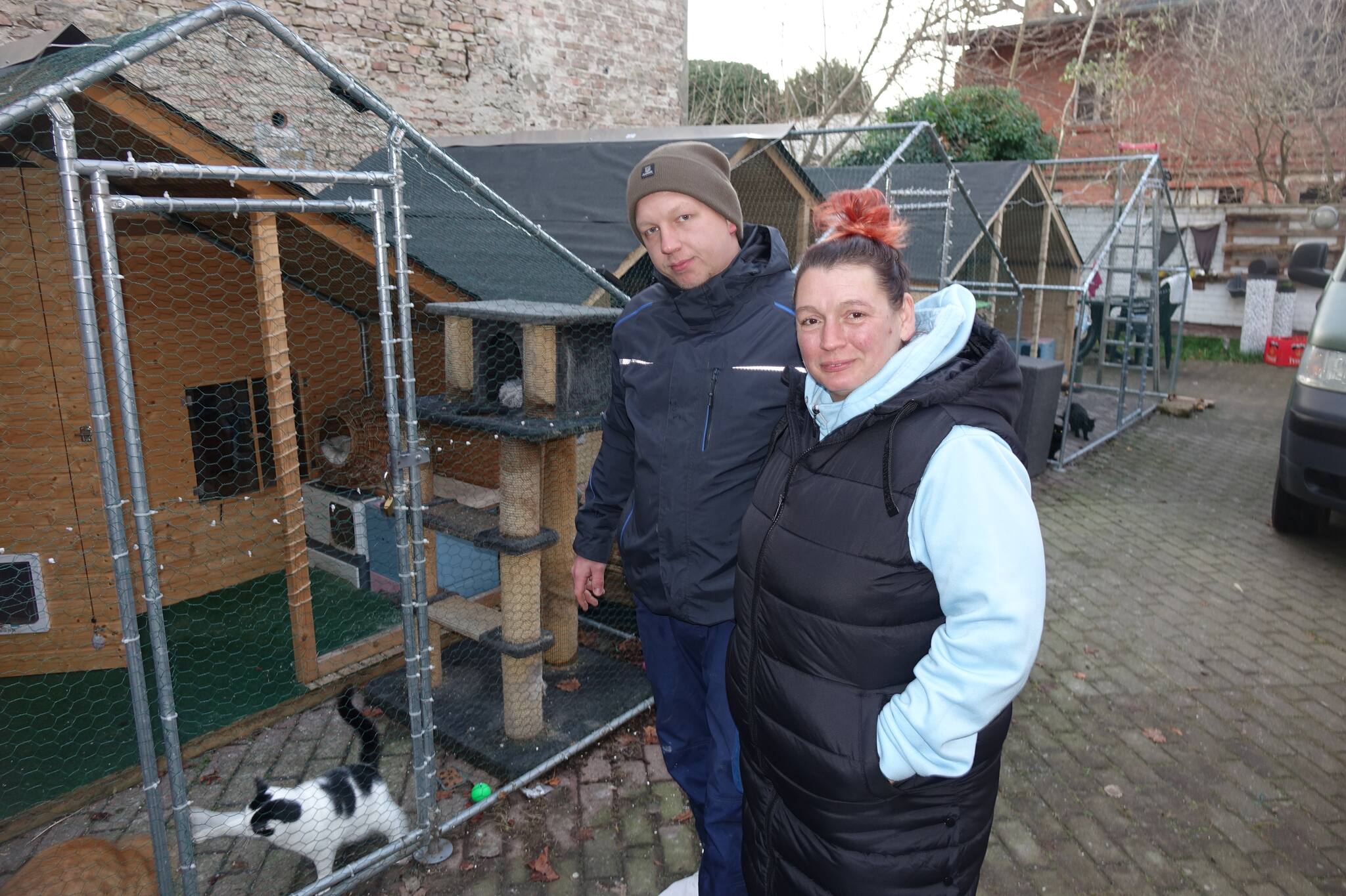 Katzen sind keine Geschenke: Neuer Tierschutzverein in Neuruppin mahnt ...