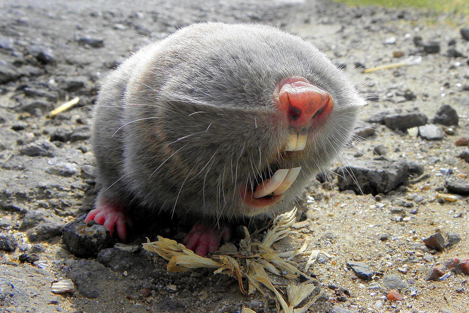 Everything you need to know about lesser blind mole-rats