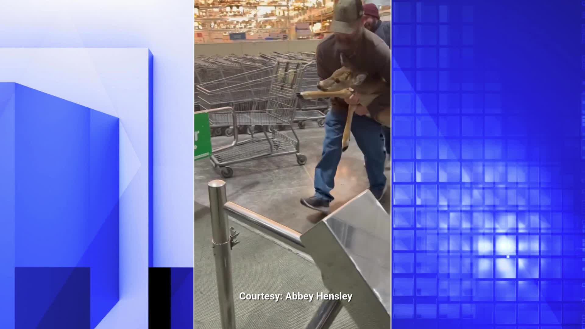 Deer at Menards, Moline