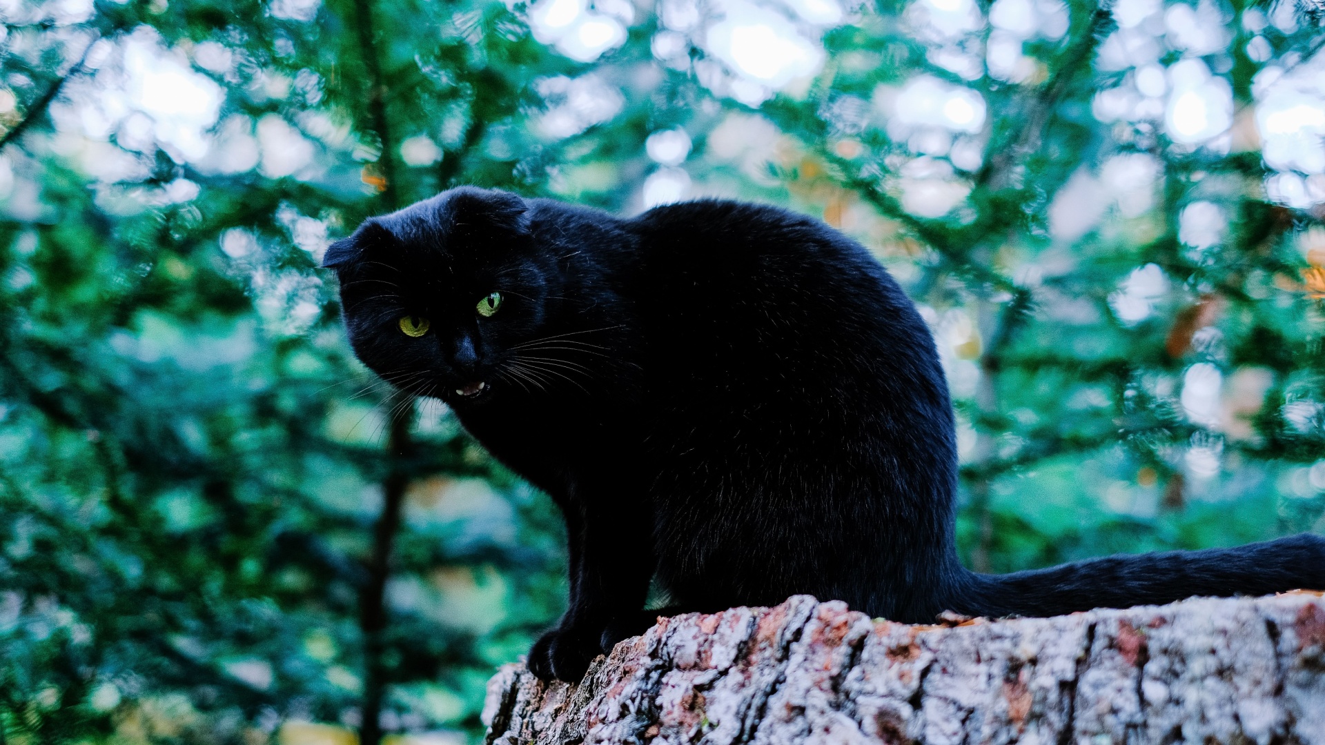 6 cat behaviors that many consider protective