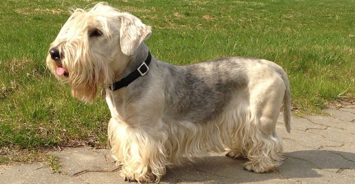 14 dog breeds that often hate sudden handling – the touch-training ...