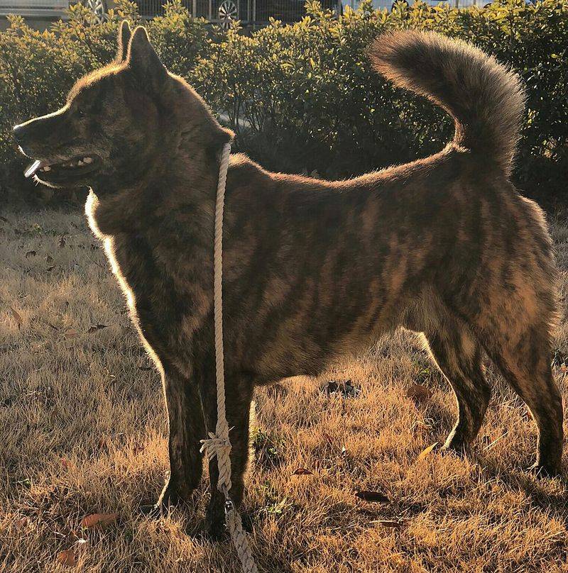14 dog breeds that often hate sudden handling – the touch-training ...