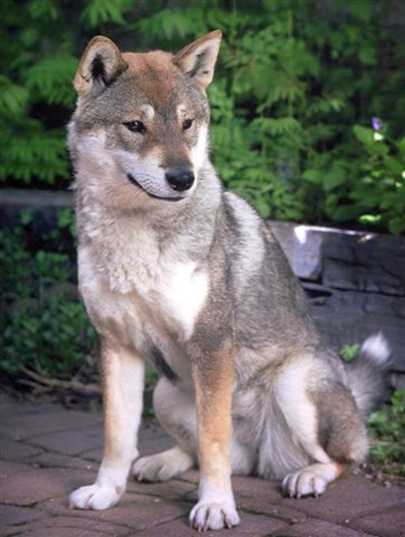 14 dog breeds that often hate sudden handling – the touch-training ...