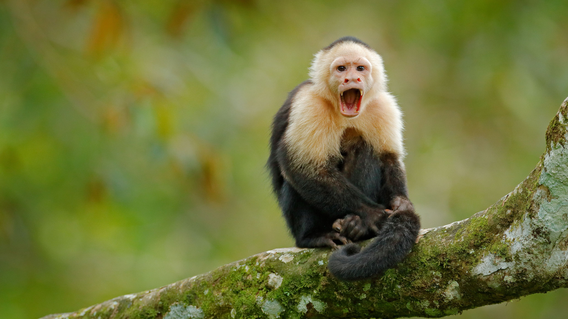 7 times animals proved they understand fairness better than people